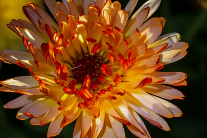 Lovely Calendula - Photography by Alana I Thrower - Photography ...