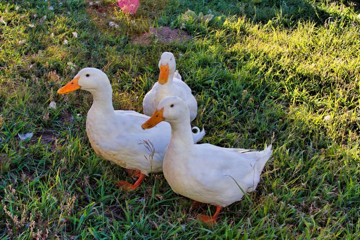 Peking Ducks - Photography by Alana I Thrower - Photography, Animals ...