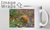 Foraging Fox Squirrel - Photography by Alana I Thrower - Photography ...
