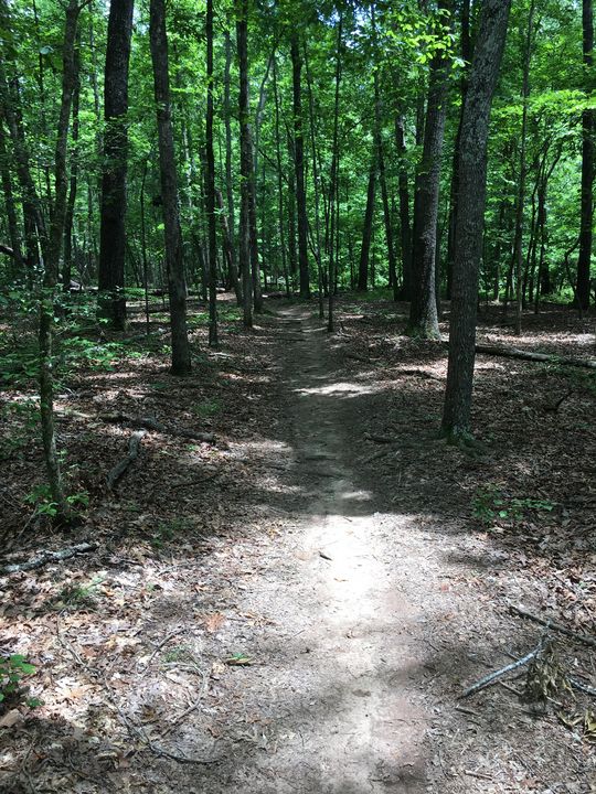 Winding Hiking Trail through Trees - Tftinsu - Photography, Landscapes ...