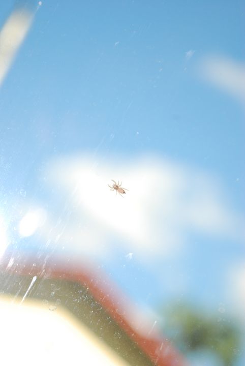 Bugs on the windshield - JAVE - Photography, Animals, Birds, & Fish ...