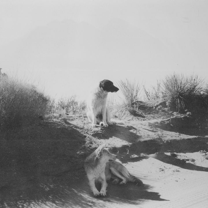 Desert Dogs - Retro City - Photography, Animals, Birds, & Fish, Dogs ...