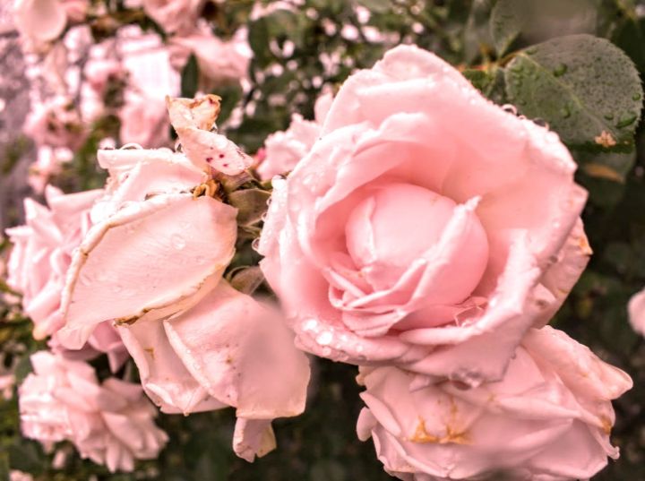 Rosey River - Exposures By Ken - Photography, Flowers, Plants, & Trees ...