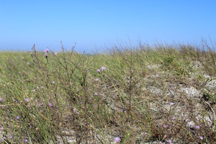 Dune Walk - Mystery Studios - Photography, Landscapes & Nature, Beach ...