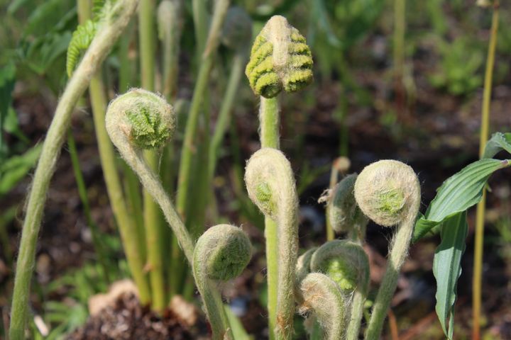 Fuzzy Ferns - Mystery Studios - Photography, Flowers, Plants, & Trees ...