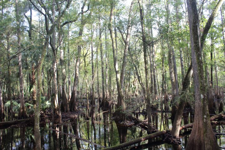 flooded swamp after a storm - Wildercountry - Photography, Landscapes ...