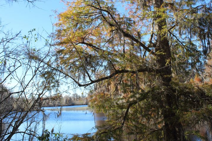 color of fall in florida - Wildercountry - Photography, Landscapes ...