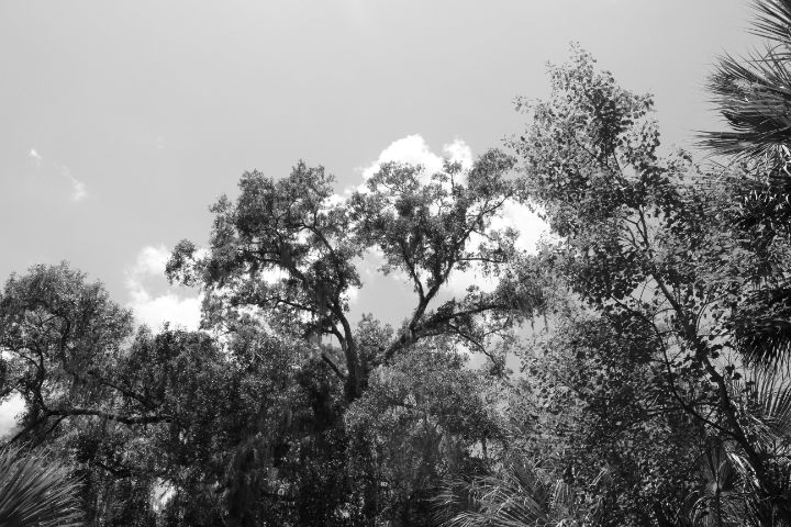the old woods of floirda - Wildercountry - Photography, Landscapes ...