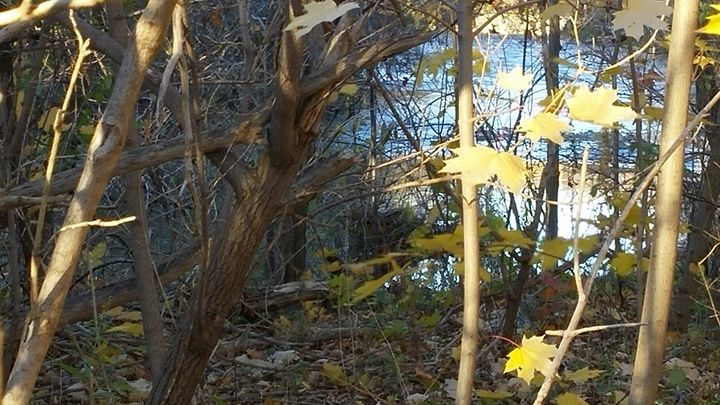 Peeking through the bushes - iGallery - Photography, Landscapes ...