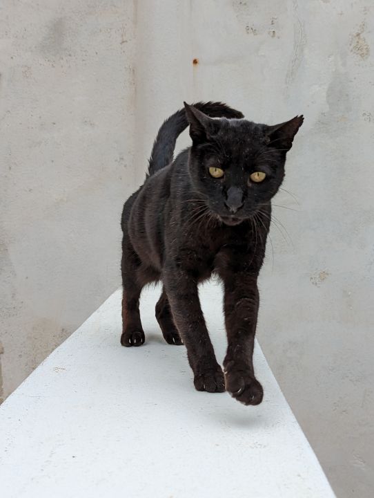 A curious black cat - Alpha: Where Greece Meets Woof - Photography ...