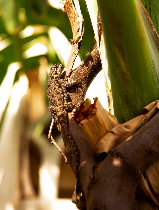 Gecko - Gra'z PHOTOS - Photography, Animals, Birds, & Fish, Reptiles ...