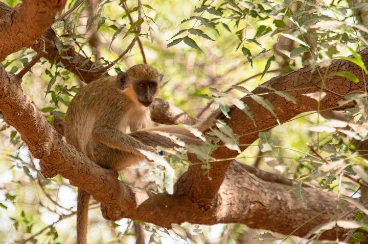 Green Monkey - Gra'z PHOTOS - Photography, Animals, Birds, & Fish ...