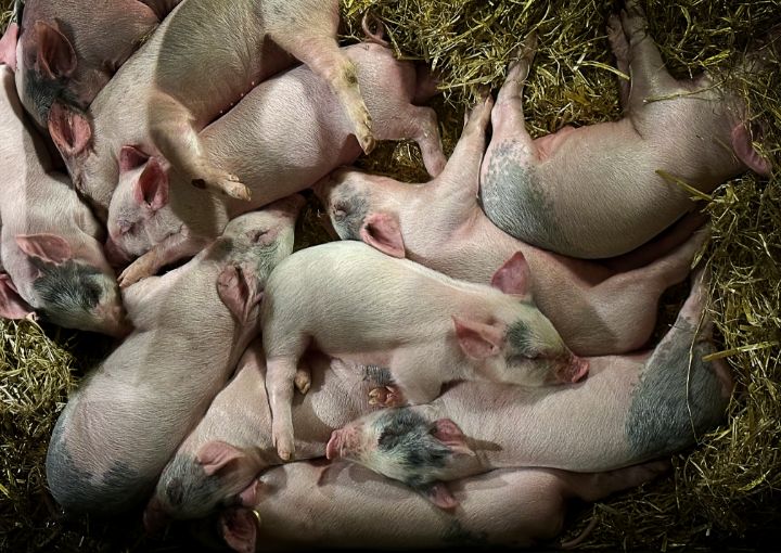 Piglets - Gra'z PHOTOS - Photography, Animals, Birds, & Fish, Farm ...