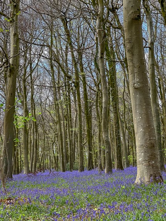 Cotswolds Bluebells - Gra'z PHOTOS - Photography, Flowers, Plants ...