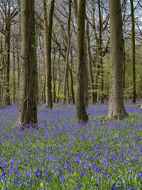 Cotswolds Bluebells - Gra'z PHOTOS - Photography, Flowers, Plants ...