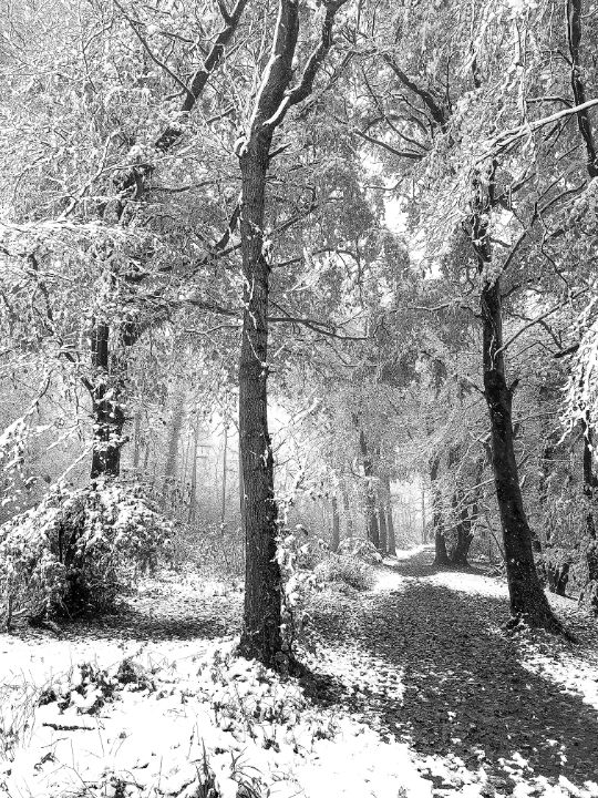 Snowy Monochrome Cotswolds - Gra'z PHOTOS - Photography, Landscapes ...