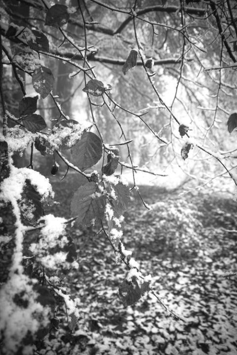 Snowy Monochrome Cotswolds - Gra'z PHOTOS - Photography, Landscapes ...
