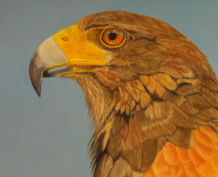 Harris Hawk - Peter Graore - Drawings & Illustration, Animals, Birds ...