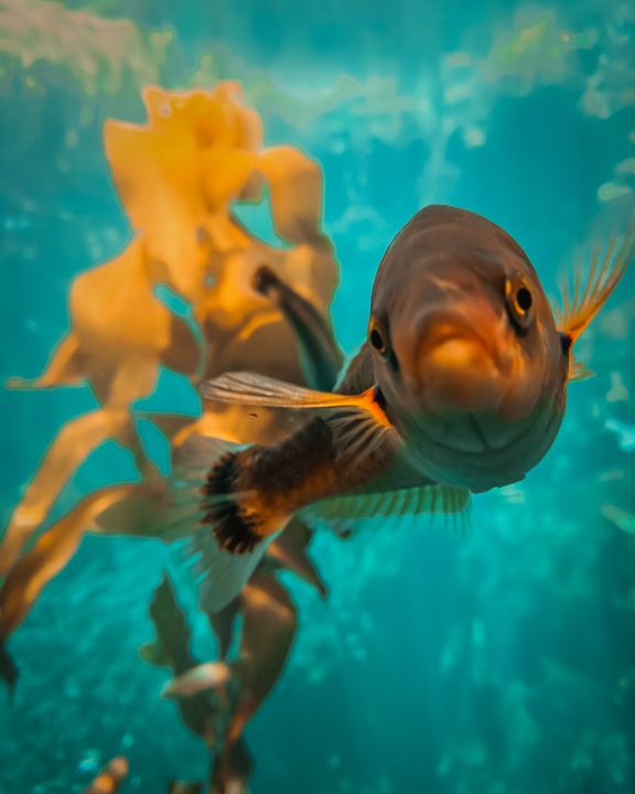 Hello There - Vincent Foster - Photography, Animals, Birds, & Fish ...