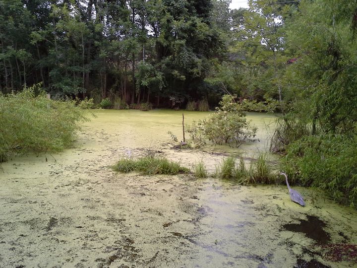 what a view - random wild life photos - Photography, Animals, Birds ...