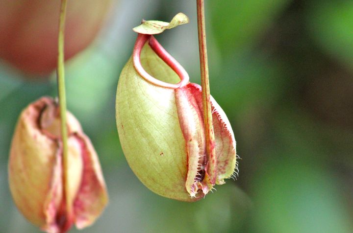Pitcher Plant - Phuket, Thailand - CJN - Art & Photography ...
