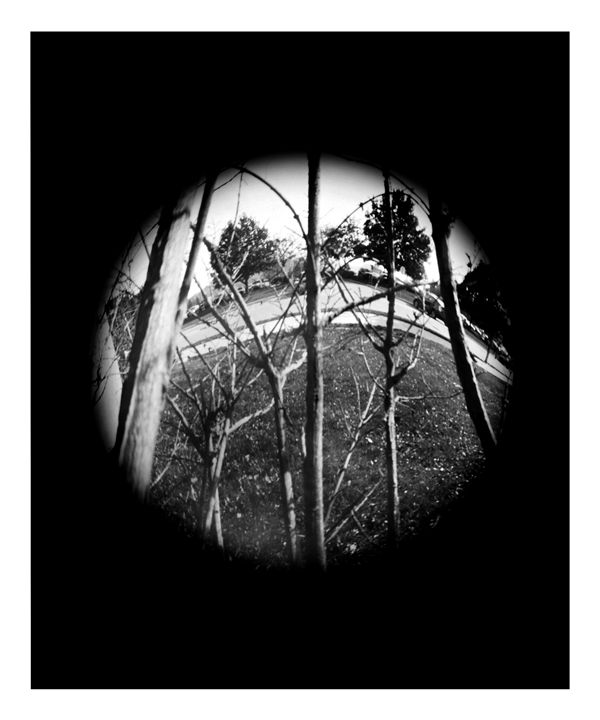 Branches - Pinhole Camera - CJN - Art & Photography - Photography ...