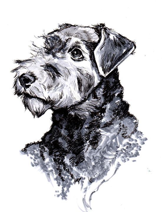 Airedale Terrier - Dasha Samsonova - Drawings & Illustration, Animals ...