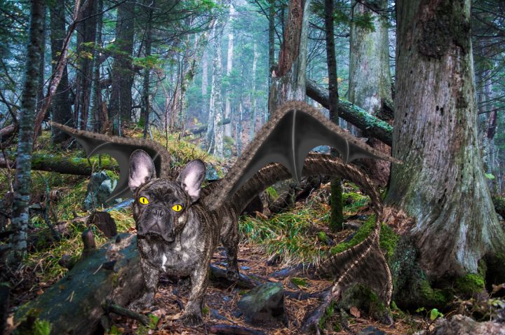 Franch Dragon in forest - Kotolmachoff - Drawings & Illustration ...