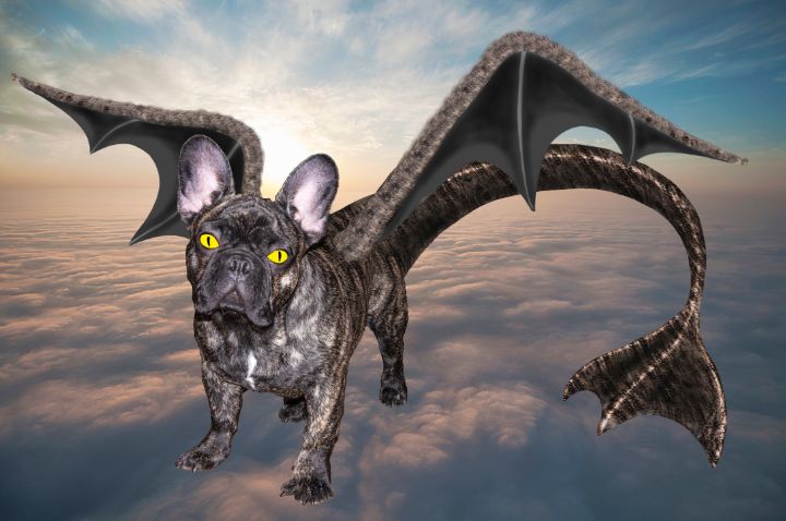 Franch Dragon in sky - Kotolmachoff - Drawings & Illustration, Animals ...