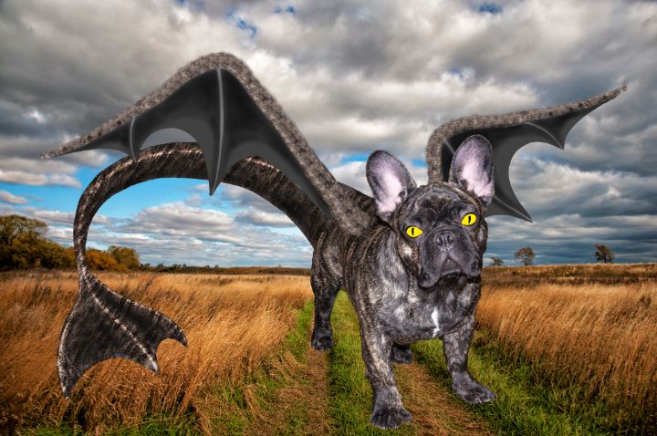 Franch Dragon in field - Kotolmachoff - Drawings & Illustration ...
