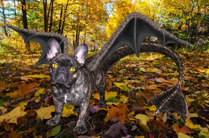 Franch Dragon in fallen leaves - Kotolmachoff - Drawings & Illustration ...