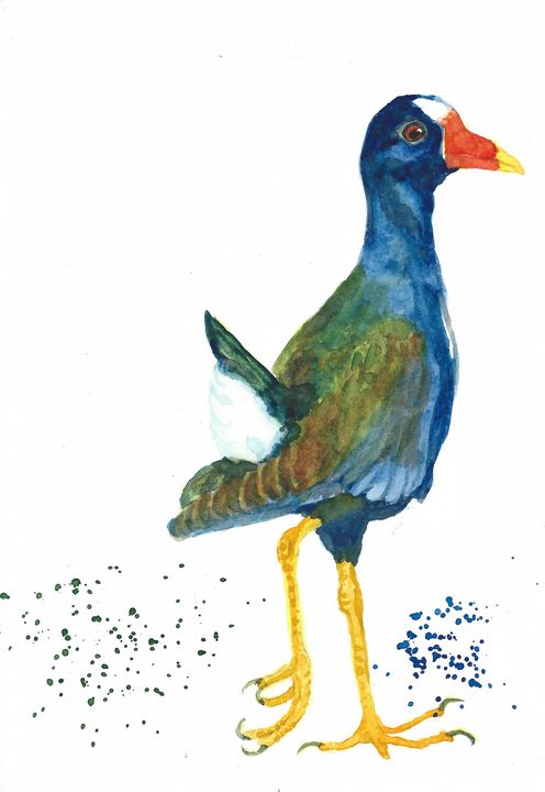 Common gallinule - REV Originals - Paintings & Prints, Animals, Birds ...