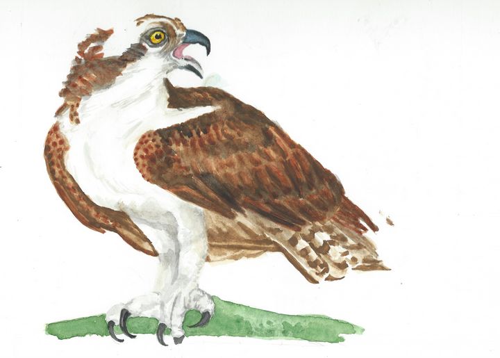 Sea Hawk Osprey - REV Originals - Paintings & Prints, Animals, Birds ...