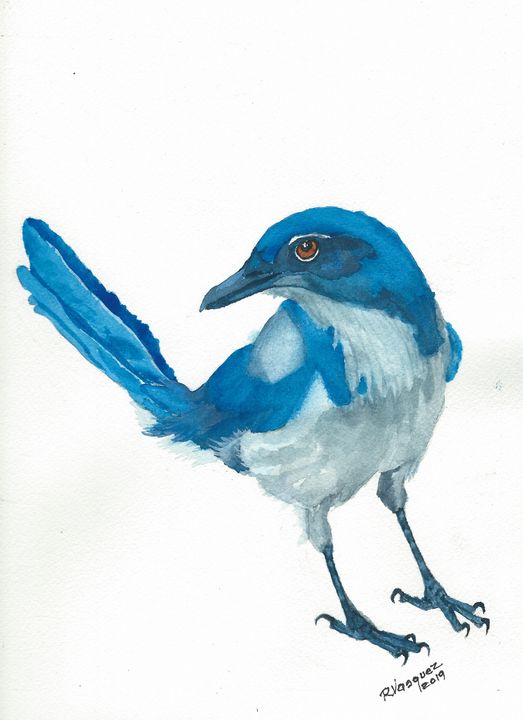 California scrub jay - REV Originals - Paintings & Prints, Animals ...