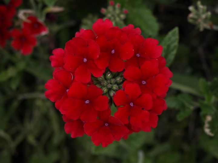 Red Bundles - Anton's Originals - Photography, Flowers, Plants, & Trees ...