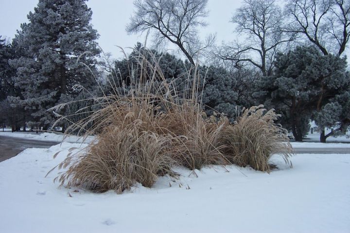 Amber Grass - Anton's Originals - Photography, Landscapes & Nature ...
