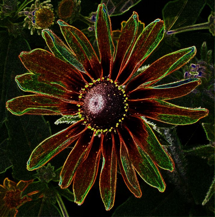 Neon Cone Flower - Anton's Originals - Photography, Fantasy & Mythology ...