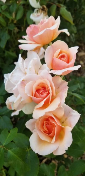 Peachy Roses - Anton's Originals - Photography, Flowers, Plants ...
