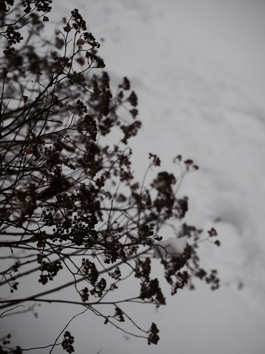 Dark Bush - Liana - Photography, Flowers, Plants, & Trees, Trees ...