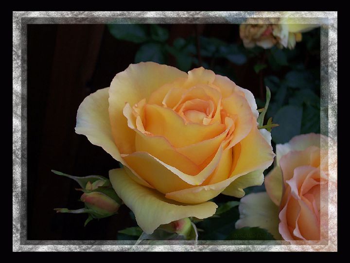 A Peach Of A Rose - PhotoArt by Barbara R MacPhail - Photography ...