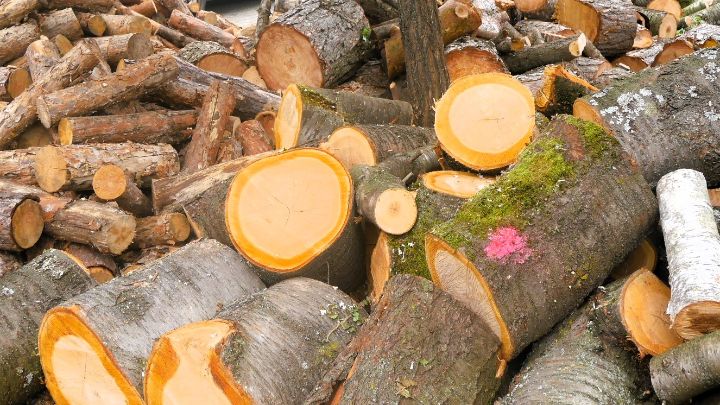 Trees - Denes Agnes Dora - Photography, Still Life, Other Still Life ...