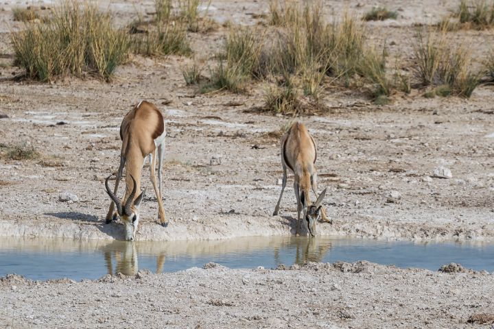 Springbok Drinking on the Waterhole - Belinda Greb Photography ...
