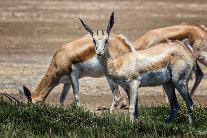 Springbok in Namib Desert - Belinda Greb Photography - Photography ...