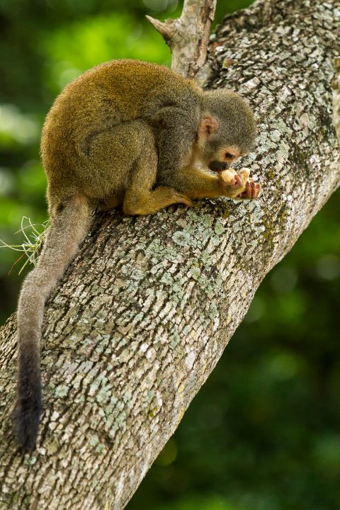 Monkey No. 3 Accepting the Offering - Belinda Greb Photography ...
