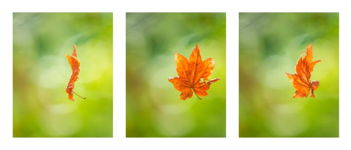 Leaf Spinning on a Spider's Silken T - Belinda Greb Photography ...