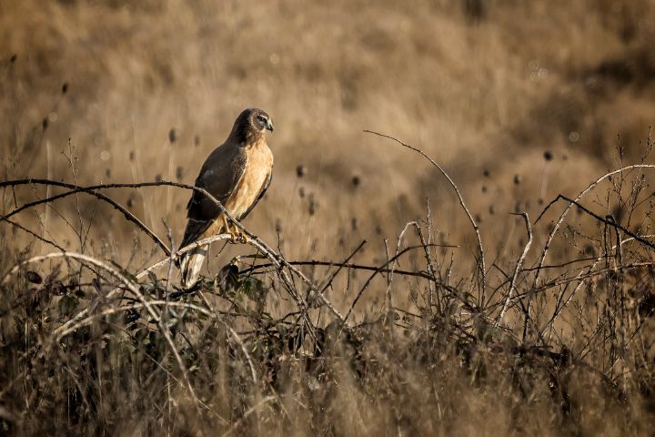 Northern Harrier at William L Finley - Belinda Greb Photography ...