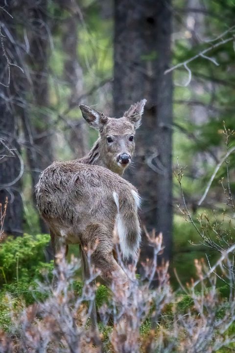 Deer Looking Back - Belinda Greb Photography - Photography, Animals ...