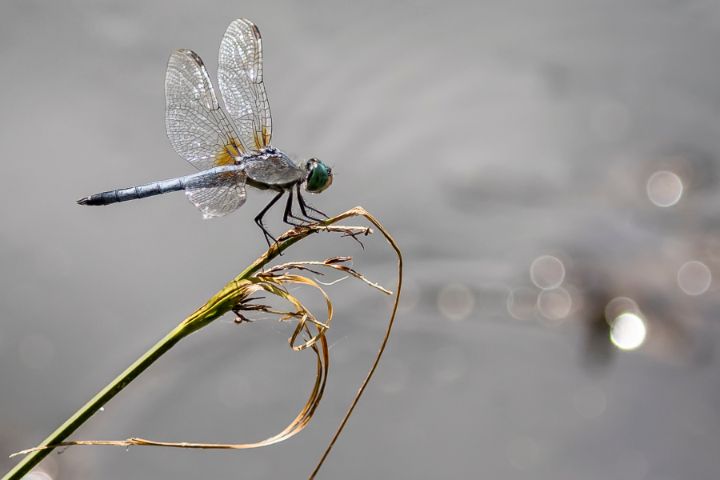 Blue Dasher at Delta Ponds close cro - Belinda Greb Photography ...
