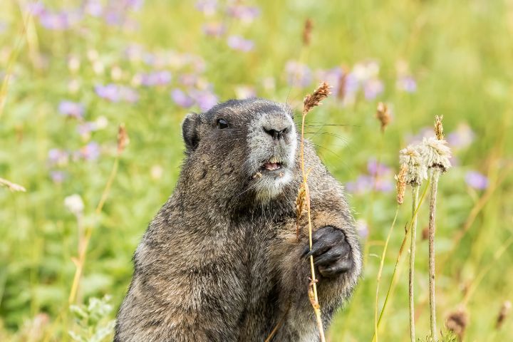 Hoary Marmot Choosing Its Meal - Belinda Greb Photography - Photography ...