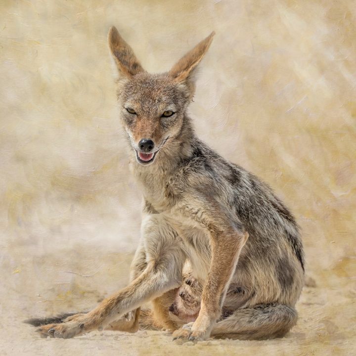 Female Black-backed Jackal Against a - Belinda Greb Photography ...